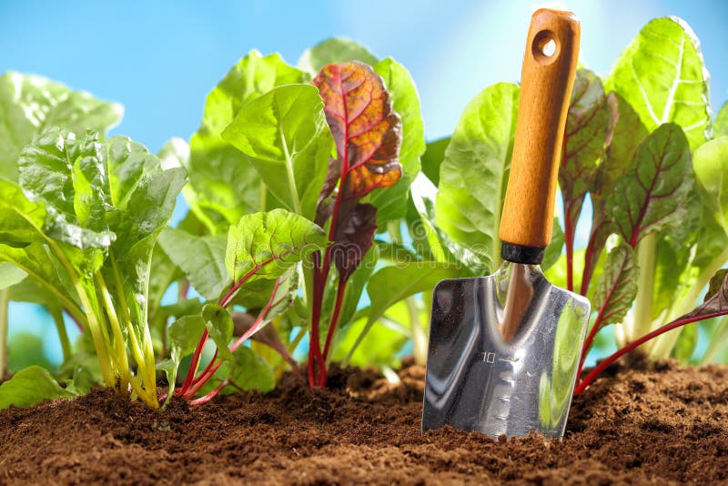 Planting Sugar Beets in the Field. Leaf of Beet Stock Image - Image of ...