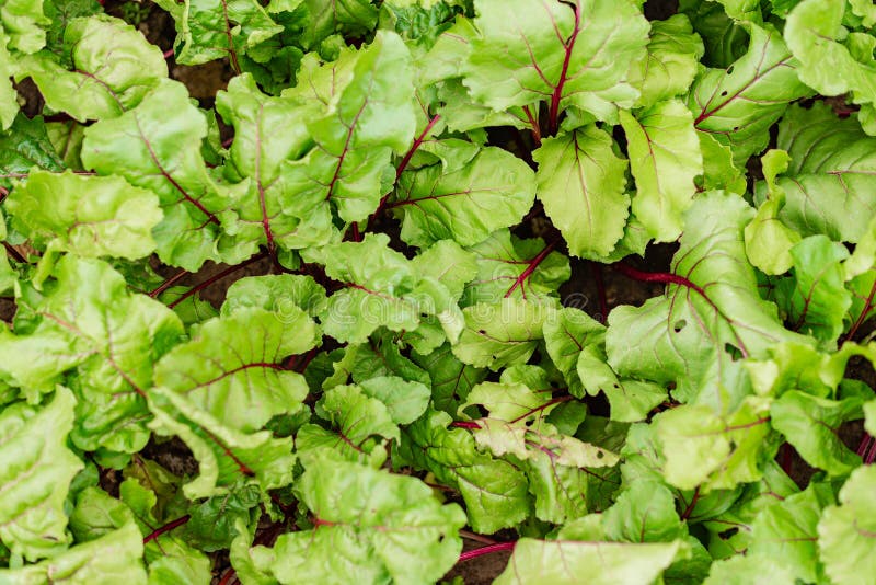 Planting Sugar Beets in the Field. Leaf of Beet Stock Photo - Image of ...