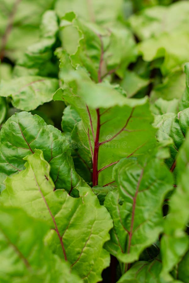 Planting Sugar Beets in the Field. Leaf of Beet Stock Image - Image of ...