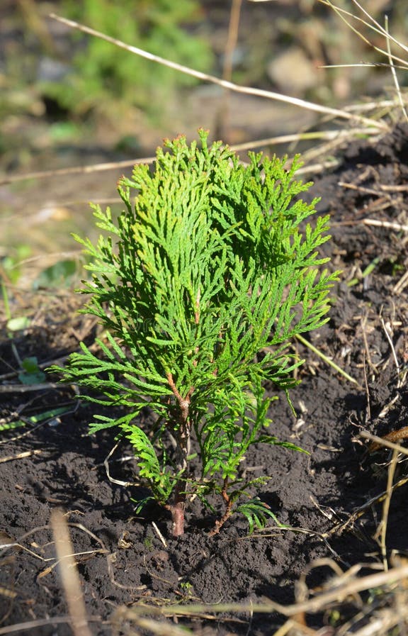 Planting a Thuja Seedling from a Pot into the Ground Stock Image ...
