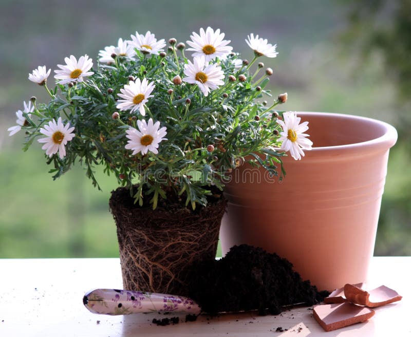 Planting time stock image. Image of window, transplant - 18988747