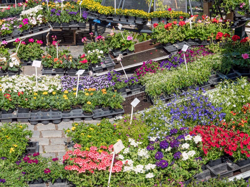 Planting Time Fresh Plants and Flowers at the Weekly Market Stock Image ...