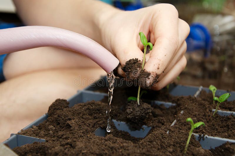 Plant in hand stock photo. Image of botany, flower, branch - 3974880