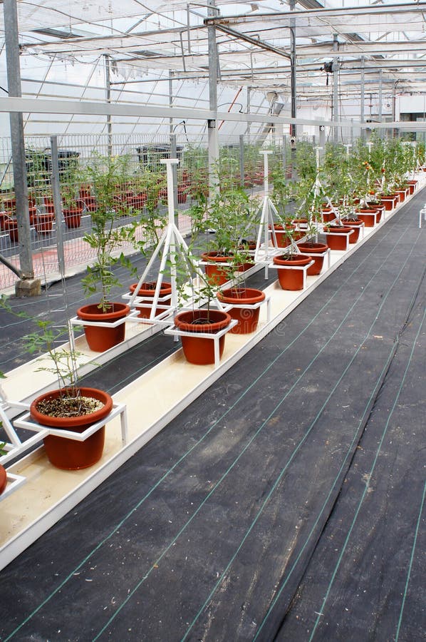 Planting Tomatoes Using Modern Methods. it Was Planted in Pots ...