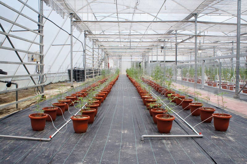 Planting Tomatoes Using Modern Methods. it Was Planted in Pots ...