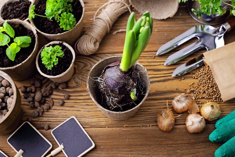Gardening tools and plants stock photo. Image of planting - 64417520