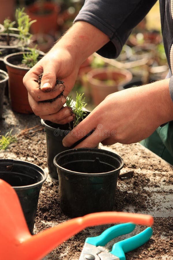 Planting a tree stock image. Image of hold, plant, young - 14173021