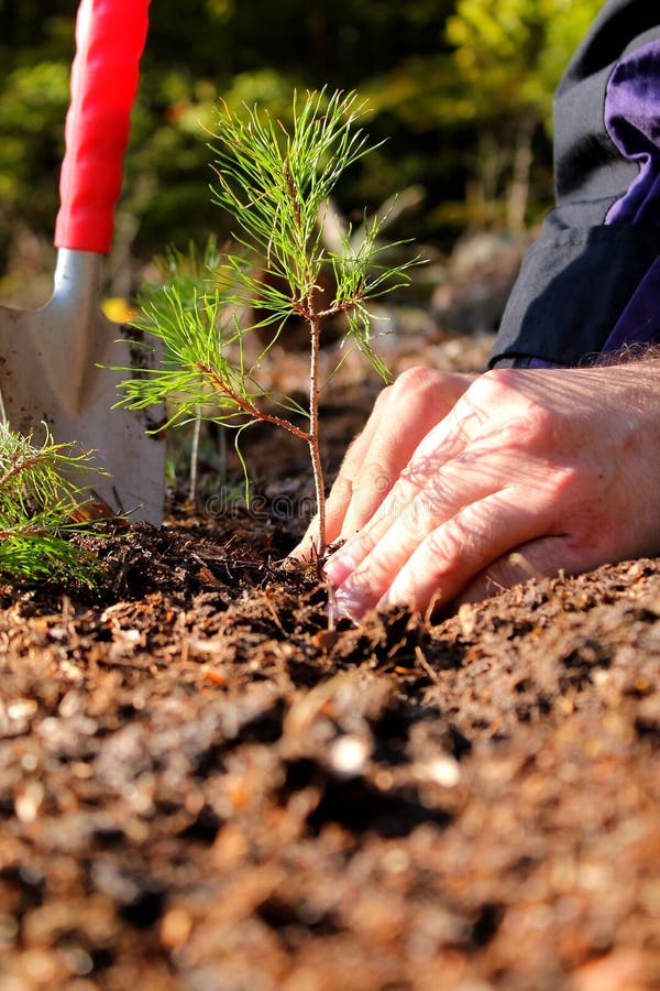 Planting a tree stock photo. Image of ecology, garden - 21735458