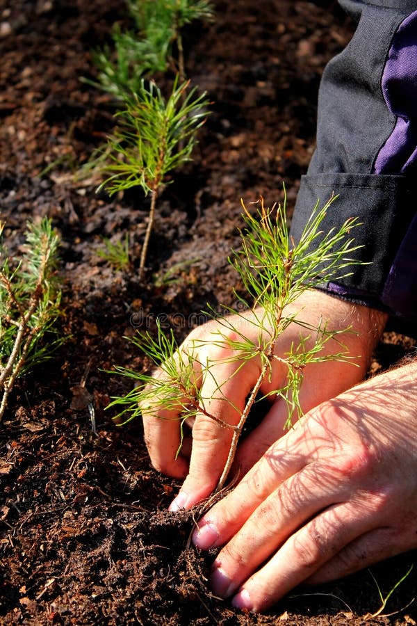 Planting a tree stock image. Image of care, hand, foreground - 21735459