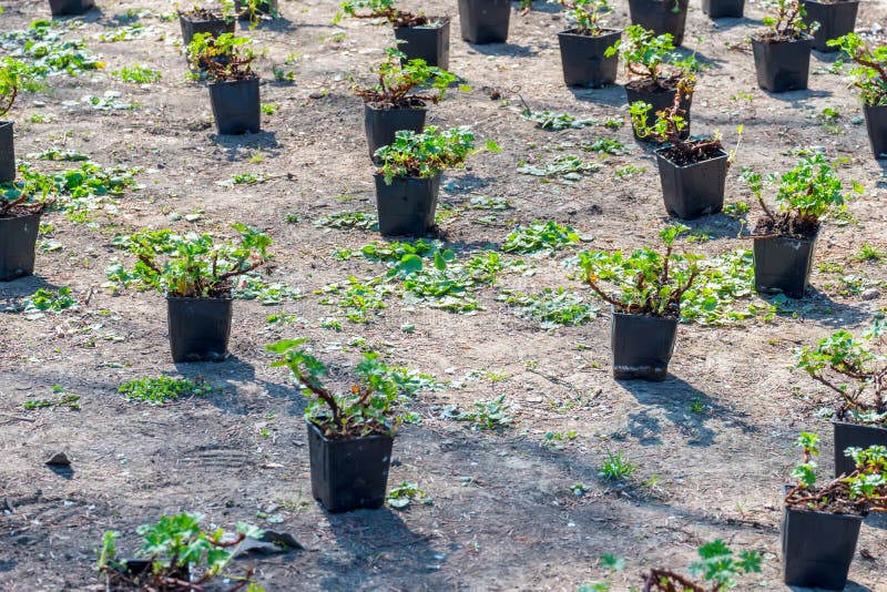 Planting a Tree. Close-up on Young Man Planting the Tree while Working ...
