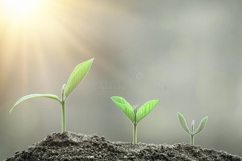 Planting Tree in Garden with Sunrise. Concept Save World Stock Image ...
