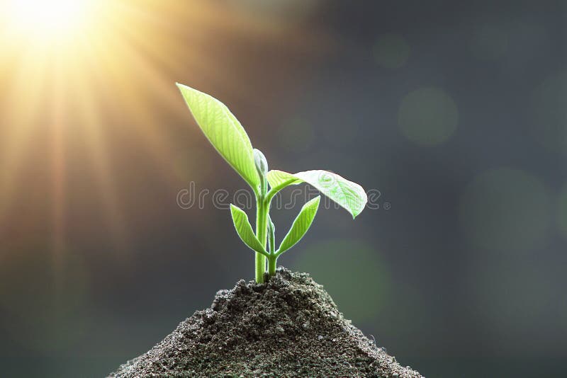 Planting Tree in Garden with Sunrise. Concept Save World Stock Photo ...
