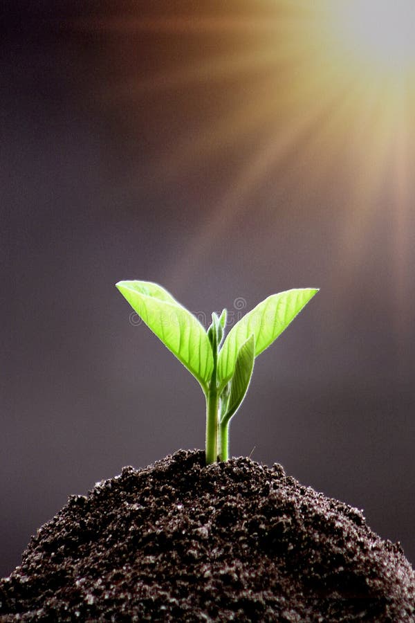 Planting Tree in Garden with Sunrise. Concept Save World Stock Photo ...