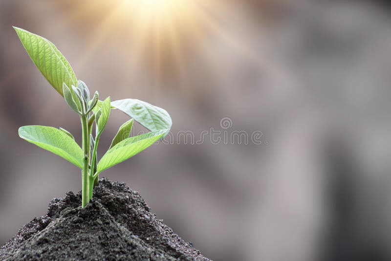 Planting Tree in Garden with Sunrise. Concept Save World Stock Image ...