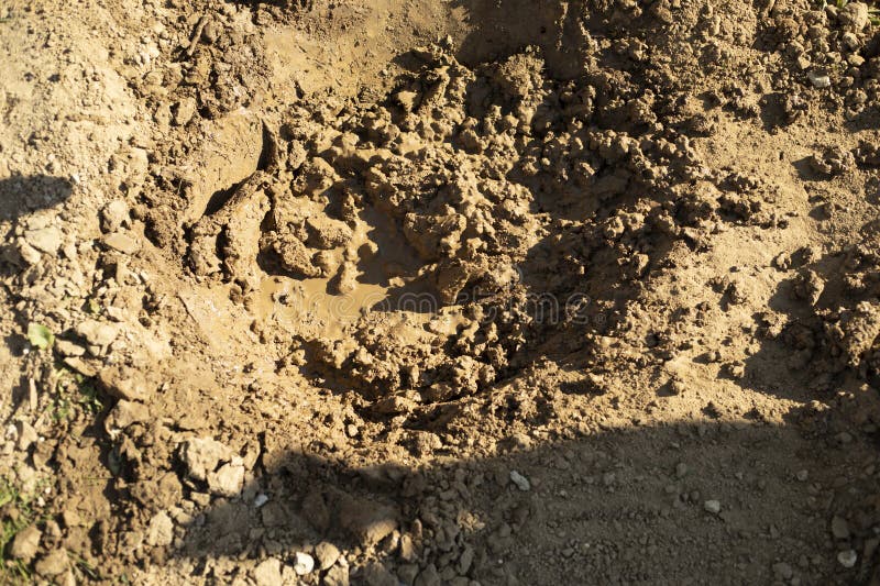 Planting a Tree in the Ground. Digging Up Soil Stock Photo - Image of ...