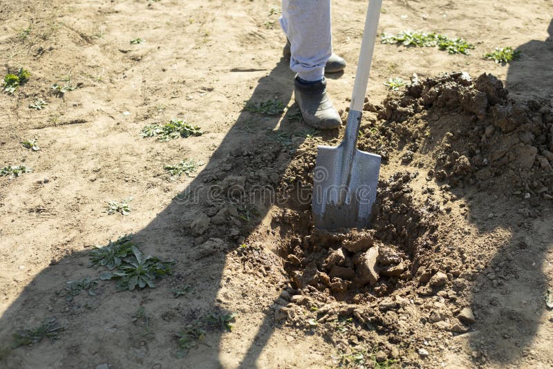 Planting a Tree in the Ground. Digging Up Soil Stock Image - Image of ...