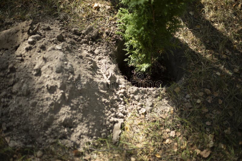 Planting a Tree in the Ground. Planting a Seedling in the Ground Stock ...