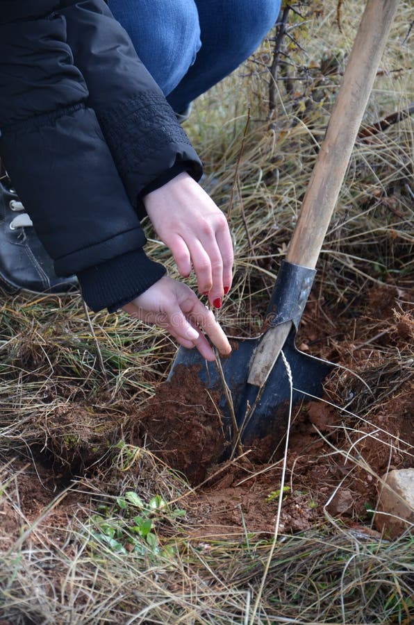 Planting tree stock image. Image of pine, ground, growth - 35539217