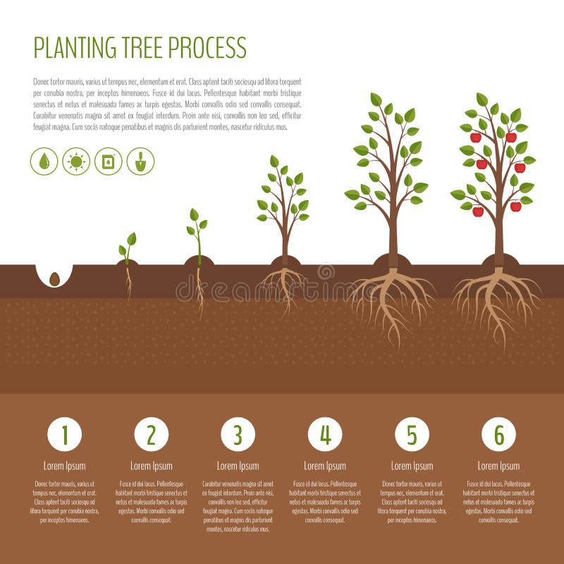 Vector Infographic Concept of Planting Process in Flat Design. How To ... Vector Infographic Concept of Planting Process in Flat Design. How To ...