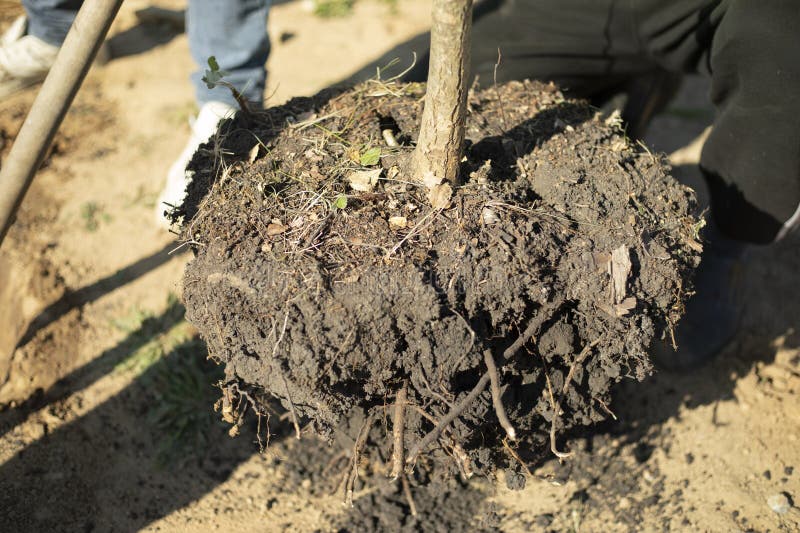 Planting a Tree. a Sapling in the Ground Stock Photo - Image of nature ...