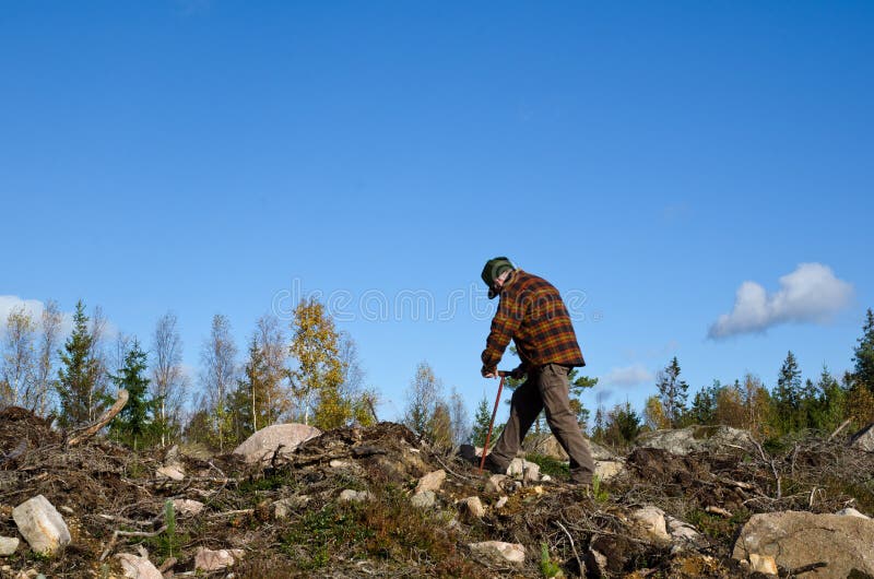 Planting tree seedlings stock image. Image of green, scandinavia - 27406613