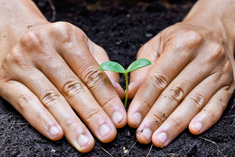 Planting a tree stock photo. Image of natural, social - 36232754