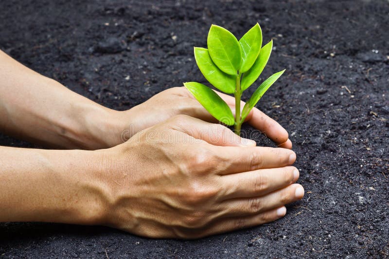 Hands growing a tree stock image. Image of organic, preservation - 35691335