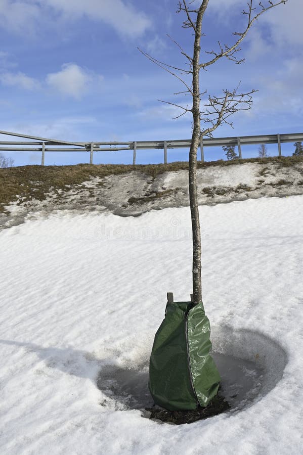 Planting Tree with Watering Bag in Winter Stock Photo - Image of lawn ...