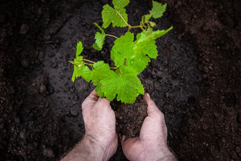 Planting a Young Grape Tree in the Ground Stock Image - Image of life ...