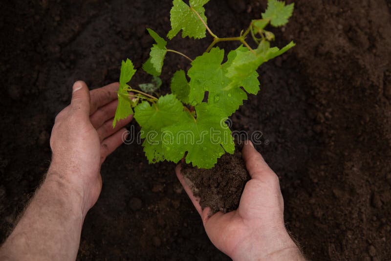 Planting a Young Grape Tree Stock Photo - Image of plant, greenhouse ...