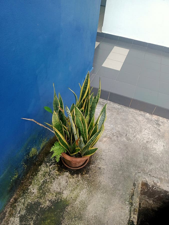 Planting Trees in the Area Around the Office Stock Image - Image of ...