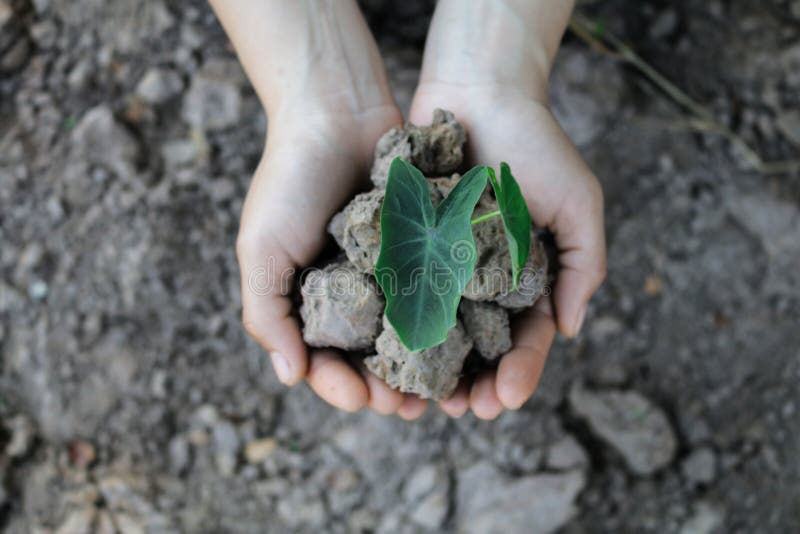 Planting Trees Breaking Drought Concept. Stock Photo - Image of hand ...