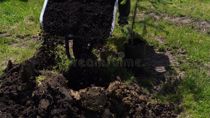 Planting Trees. Fill the Black Earth in the Pit Stock Footage - Video ...
