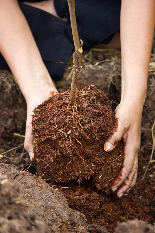 Planting trees stock photo. Image of fresh, relocate - 32277678