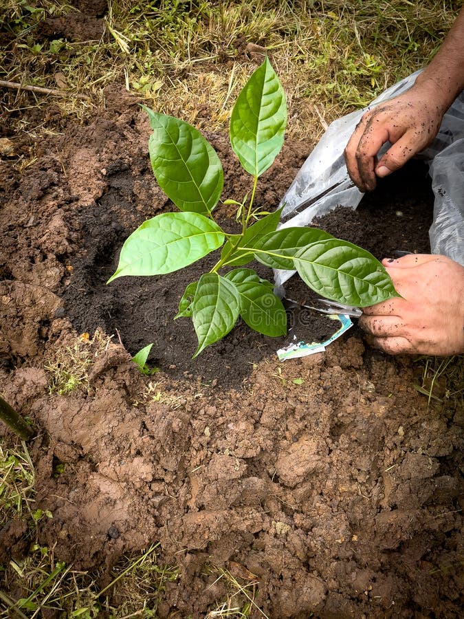 Planting Trees for the Good of the Environment Stock Image - Image of ...