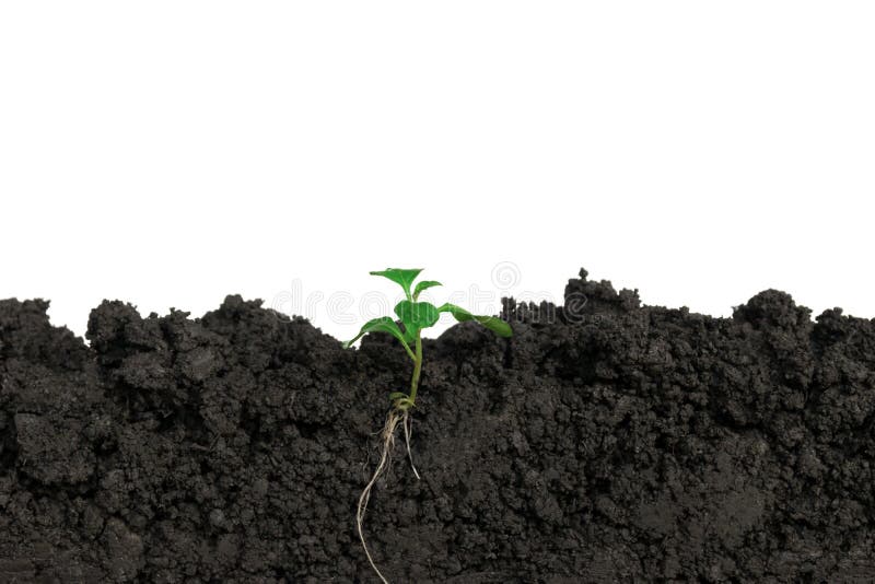 Planting Trees In The Ground The Environment And Ecology. Stock Image ...