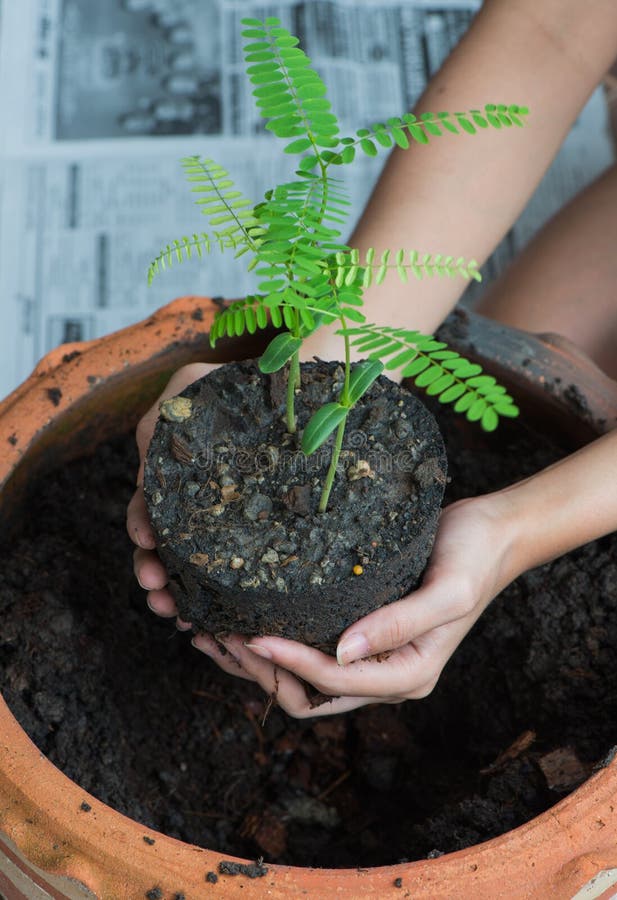 Planting trees at home stock image. Image of soil, earth - 33506919