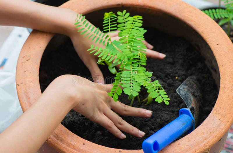 Planting trees at home stock image. Image of tree, plant - 33507673