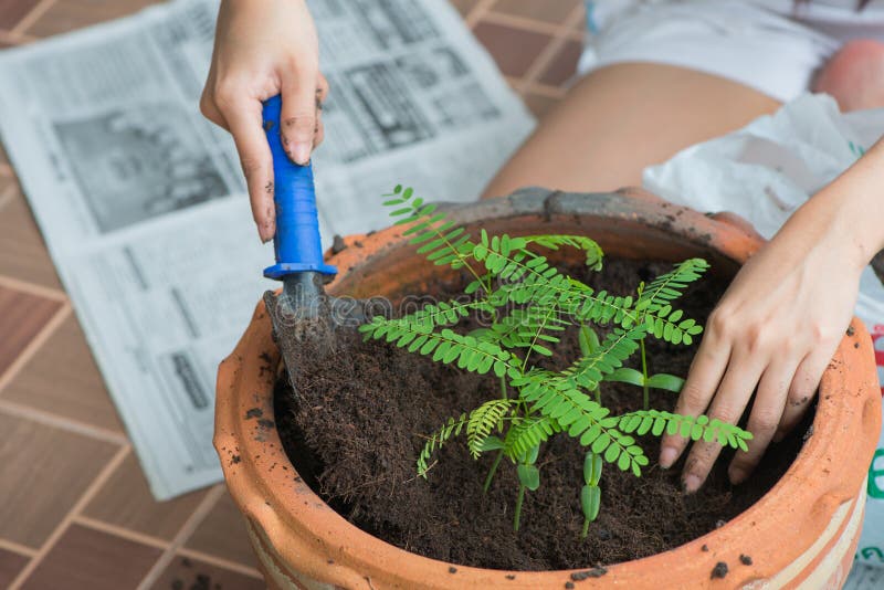 Planting trees at home stock image. Image of nature, home - 33510169