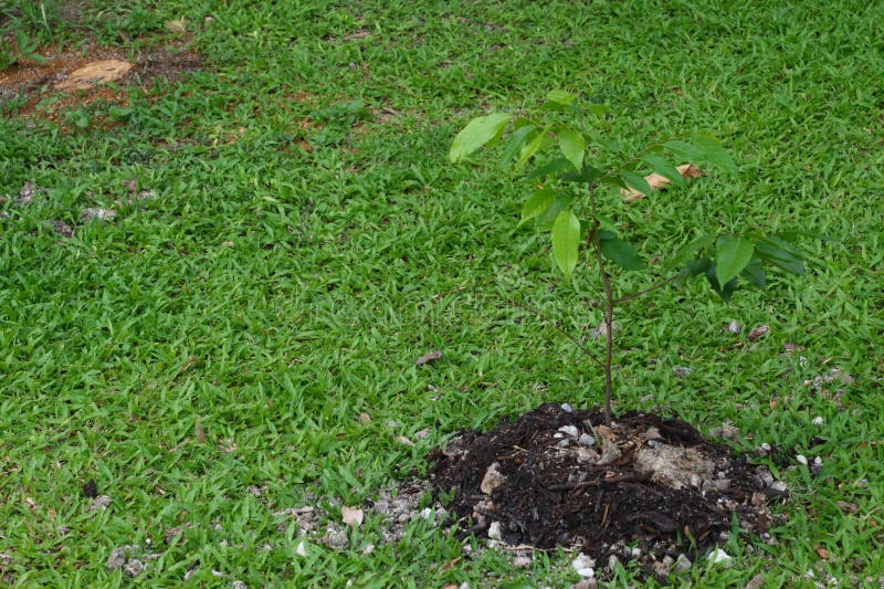 Planting trees on the lawn stock photo. Image of flower - 272106960
