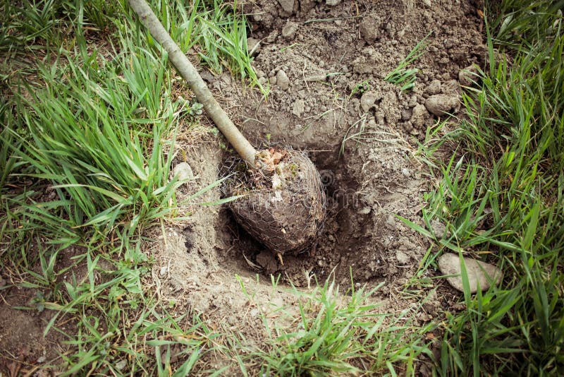 Planting trees stock photo. Image of ecofriendly, life - 104064068