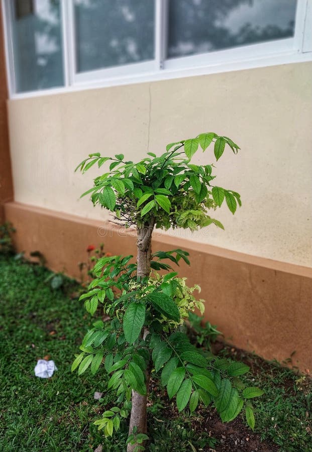 Planting Trees in the School Yard Adds To the Beautiful Atmosphere ...