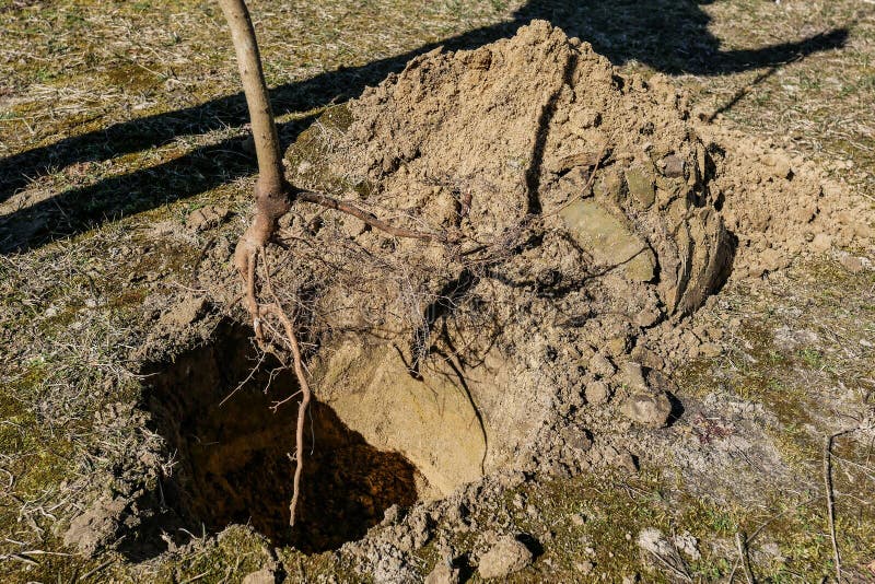Planting Trees in the Spring. the Roots of a Young Tree Stock Photo ...