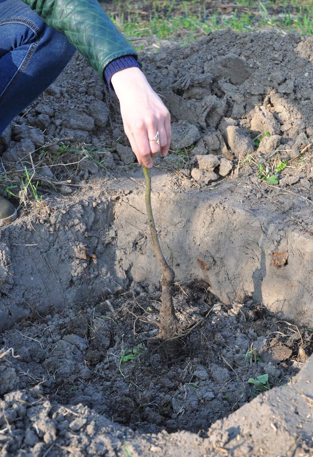 Planting Trees in Springtime. Growing Grafted Sapling Fruit Trees with ...