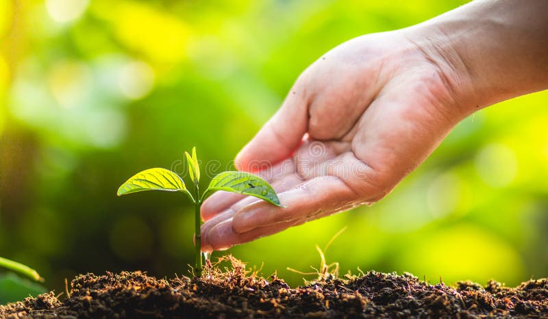 Planting Trees Tree Care Save World,the Hands are Protecting the ...