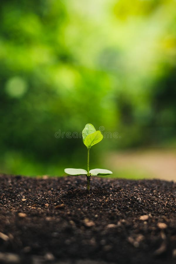 Planting Trees.Tree Growth,Seedling in Nature Green and Gold Stock ...