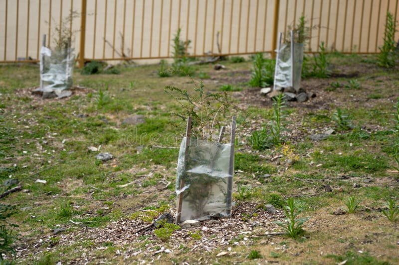Planting Trees in Tree Guards on a Regenerative Farm Stock Image ...