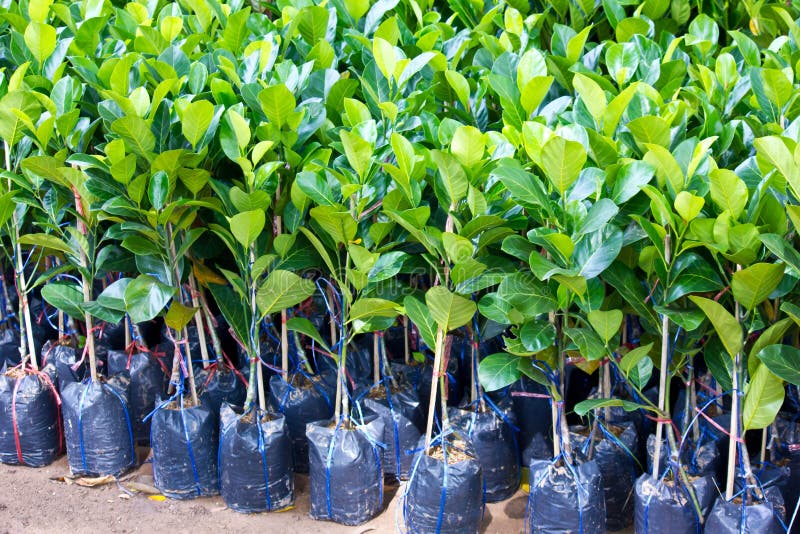 Planting trees stock image. Image of agricultural, leaf - 26634557