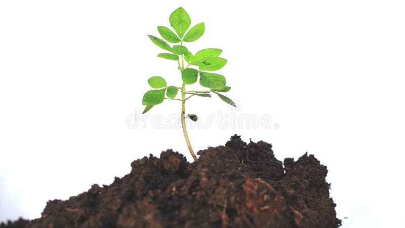 Planting Trees on a White Background Stock Photo - Image of piece ...