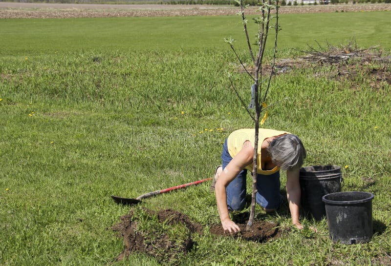 Woman planting a tree stock photo. Image of growing, watering - 24876324